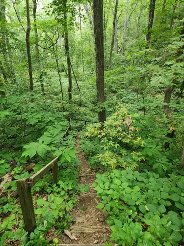 Best Hikes and Trails in Fox Ridge State Park | AllTrails