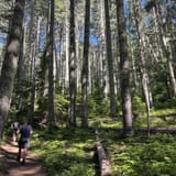 Cone Peak Trail, Oregon - 617 Reviews, Map | AllTrails