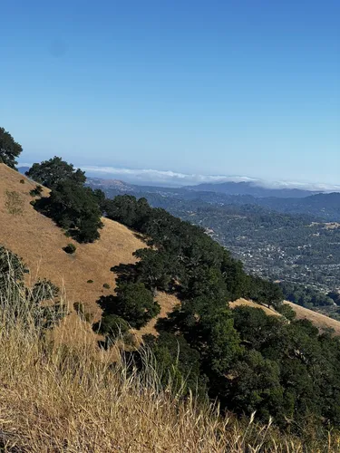 Best Forest Trails in Lucas Valley Open Space | AllTrails