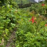 Johnson Pass, Alaska - 92 Reviews, Map | AllTrails