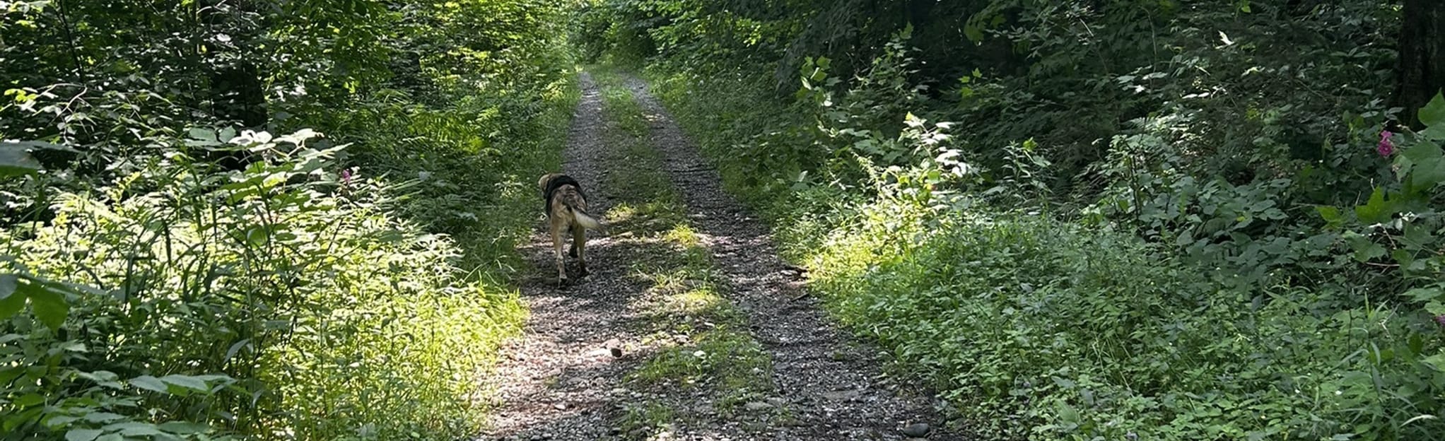 Eagle's, Fire Breather, Wolf Tree, and Enchanted Forest Trail Loop ...