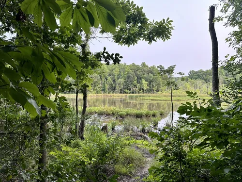 10 Best Hikes and Trails in American Chestnut Land Trust | AllTrails