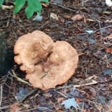 Sprague Brook Park Trail, New York - 1,219 Reviews, Map | AllTrails