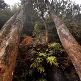 Northbrook Gorge, Queensland, Australia - 335 Reviews, Map | AllTrails