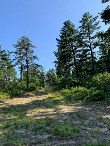 Best Hikes and Trails in Waterboro Barrens Preserve | AllTrails