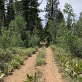 Sagehen Creek Loop, California - 852 Reviews, Map | AllTrails