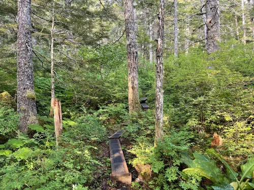 Best Hikes and Trails in Haines State Forest | AllTrails