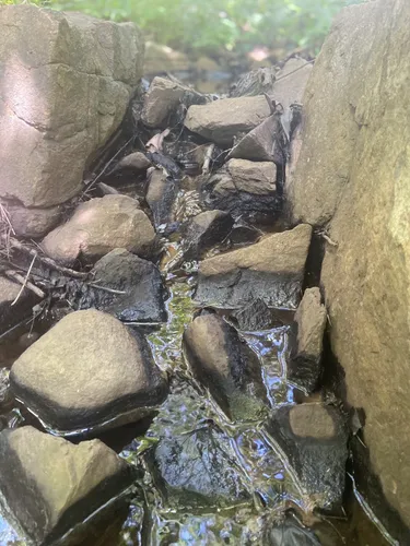 Best Hikes and Trails in Steer Swamp Conservation Area | AllTrails