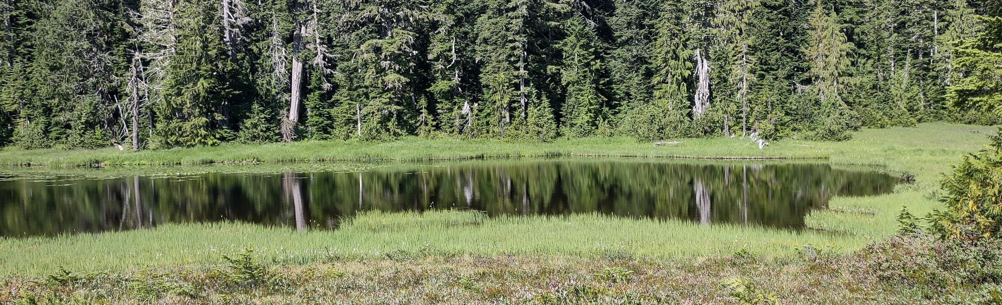 Irely Lake Trail to Big Creek Trail, 78 Fotos - Washington | AllTrails