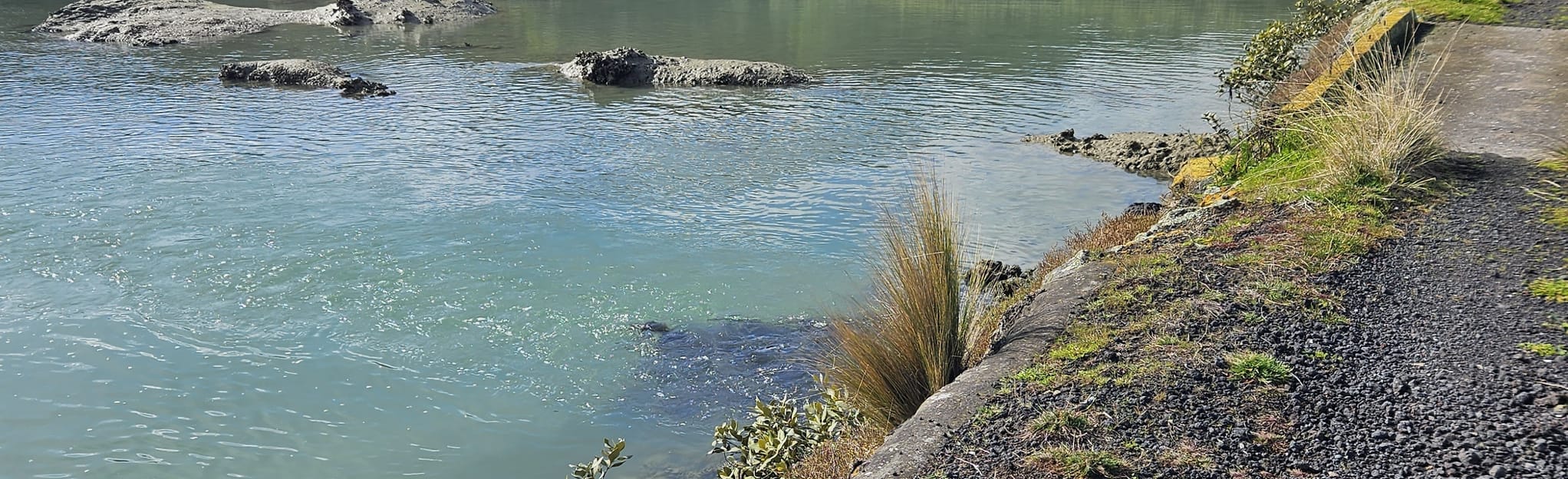 Rangitoto Island Loop: 249 Reviews, Map - Auckland, New Zealand | AllTrails