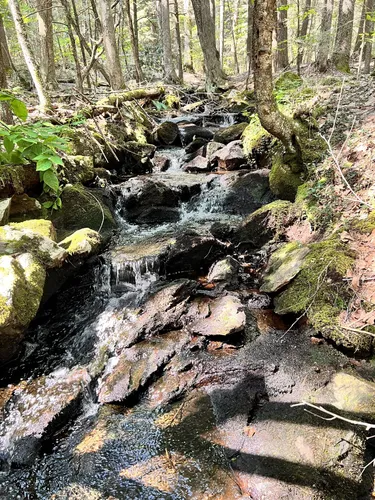 2023 Best Forest Trails in New Boston | AllTrails