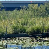 Foster Island Trail, Washington - 664 Reviews, Map | AllTrails