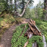 Kesugi Ridge (Curry Ridge) Trail, Alaska - 223 Reviews, Map | AllTrails