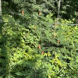 Norrie Point Trail, New York - 767 Reviews, Map | AllTrails