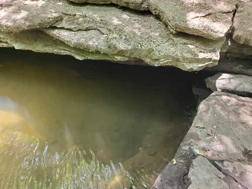 Best Hikes and Trails in Nine Penny Branch Nature Preserve | AllTrails