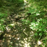 Nine Penny Branch Loop, Indiana - 561 Reviews, Map | AllTrails