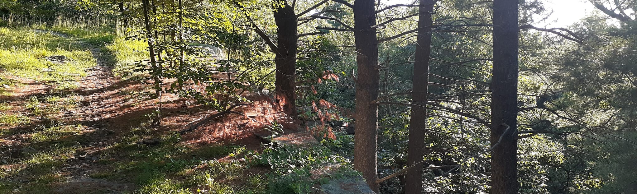 Green Hill Loop: 107 Reviews, Map - Massachusetts | AllTrails