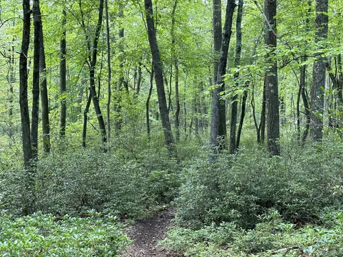 Best Hikes and Trails in Beaver Springs | AllTrails