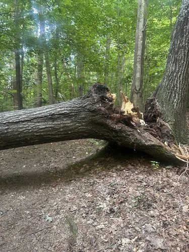 Best Hikes and Trails in Carl Alwin Schenck Memorial Forest | AllTrails