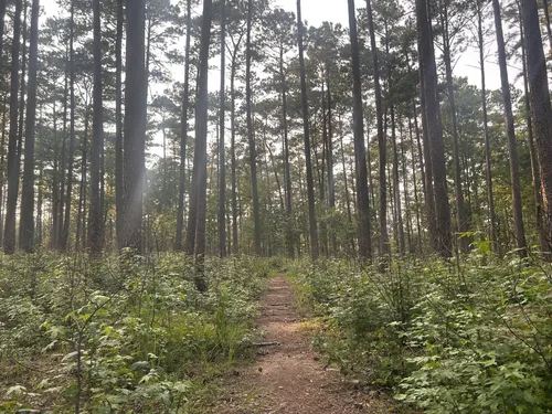 Best Hikes and Trails in Carl Alwin Schenck Memorial Forest | AllTrails