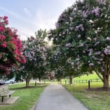 Lake Pine Loop, North Carolina - 975 Reviews, Map | AllTrails