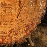 Mormon Island Browns Ravine Trail, California - 383 Reviews, Map ...