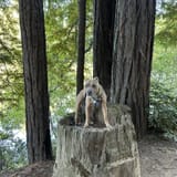 Lake Lagunitas, California - 645 Reviews, Map | AllTrails