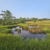 Cape Henry Trail, Virginia - 580 Reviews, Map | AllTrails