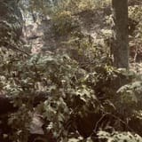 Lockegee Rock, Kentucky - 199 Reviews, Map | AllTrails