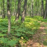 Rockton Mountain, Pennsylvania - 52 Reviews, Map | AllTrails