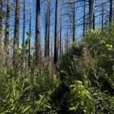 Angels Rest to Devil's Rest Loop Trail, Oregon - 1,143 Reviews, Map ...