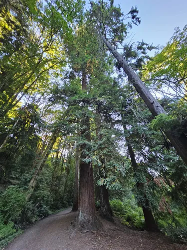 Best Hikes and Trails in Ravenna Park | AllTrails