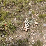 Brule Lake Trail, Alberta, Canada - 16 Reviews, Map | AllTrails