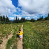 Silver Forest Trail, Washington - 417 Reviews, Map | AllTrails