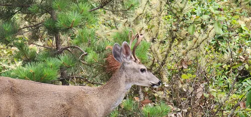 Best Hikes and Trails in Tomales Bay State Park | AllTrails