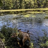 Windham Rail Trail, New Hampshire - 1,259 Reviews, Map | AllTrails