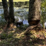 Windham Rail Trail, New Hampshire - 1,259 Reviews, Map | AllTrails