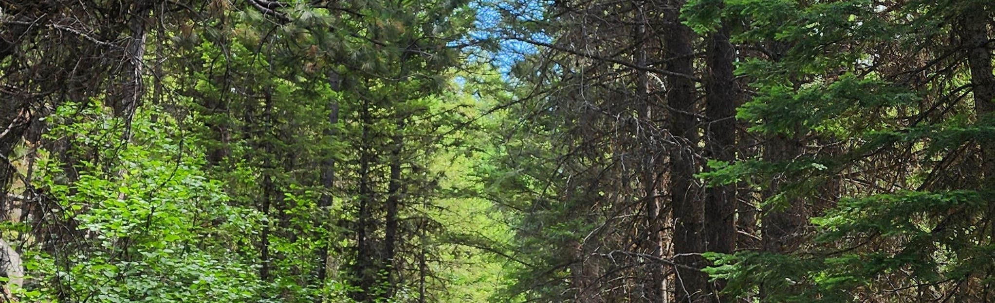 Sherman Pass Trail: 7 Reviews, Map - Washington | AllTrails