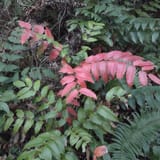 Nolte State Park Deep Lake, Washington - 529 Reviews, Map | AllTrails