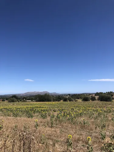 2023 Best Forest Trails in La Pera | AllTrails