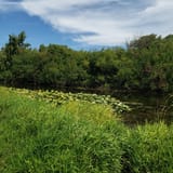 Mercer Slough Nature Park, Washington - 909 Reviews, Map | AllTrails