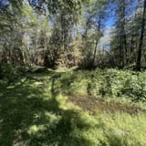Queets River Trail, Washington - 33 Reviews, Map | AllTrails