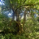 Queets River Trail, Washington - 33 Reviews, Map | AllTrails