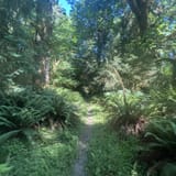 Queets River Trail, Washington - 33 Reviews, Map | AllTrails
