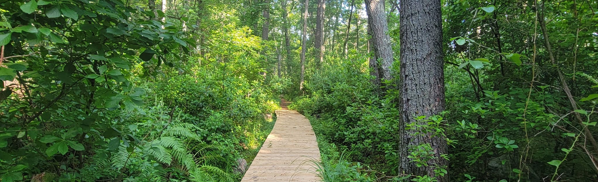 Sampson Park Trail, Massachusetts - 53 Reviews, Map | AllTrails