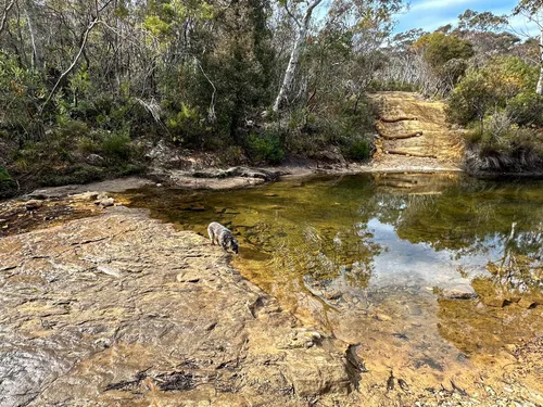 10 Best Walking Trails in Fitzroy Falls | AllTrails