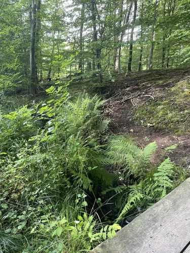 Best Hikes and Trails in Kollund Skov | AllTrails