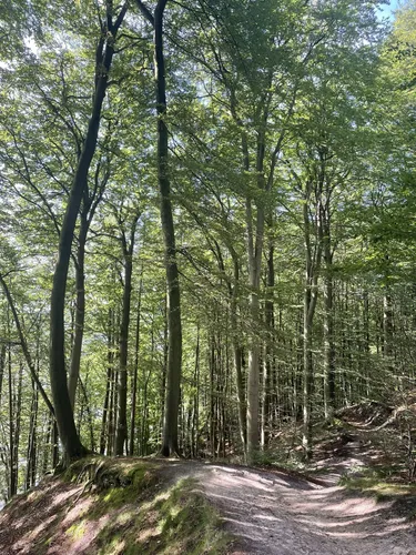 Best Hikes and Trails in Kollund Skov | AllTrails