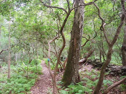 Best Hikes and Trails in Big Brook Gorge Preserve | AllTrails