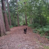 Finchampstead Ridges and Blackwater Valley Circular, Berkshire, England ...
